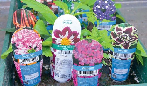 Plugging Gaps The Easy Way - Amateur Gardening | Everand Plugging Gaps The Easy Way - Amateur Gardening | Everand