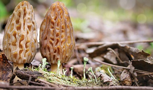 How to Grow Morels at Home - MOTHER EARTH NEWS | Everand