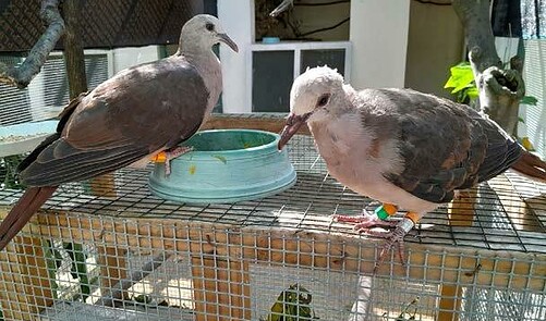 Pink Pigeons Get New ‘Digs’ In Mauritius - Cage & Aviary Birds | Everand