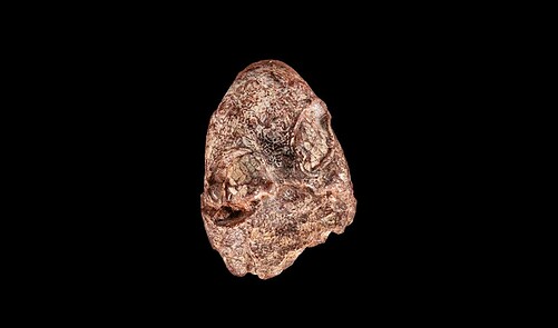 270-million-year-old Amphibian Ancestor Named After Kermit The Frog ...