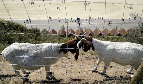 Get A Goat For Free: Italian Island Overrun By Livestock Gives Animals ...
