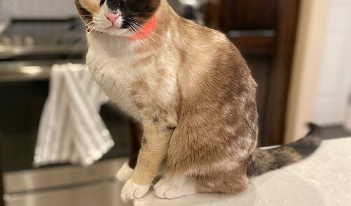 Utah Cat With A Fondness For Cardboard Takes Surprise Trip To ...