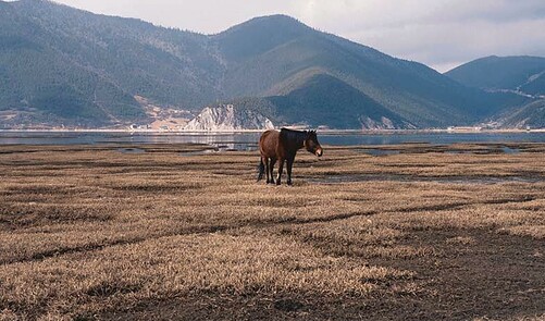 Ancient Chinese Horses: How Are They Related To Modern Breeds? - Farmer ...