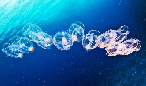 Jelly Sea Creature ‘Jet Propulsion’ Could Give Robots A Boost ...