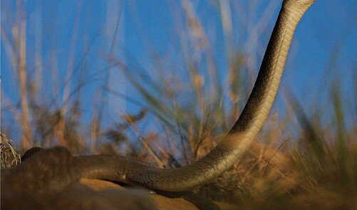 ALL YOU EVER NEEDED TO KNOW ABOUT THE Black mamba - BBC Wildlife ...