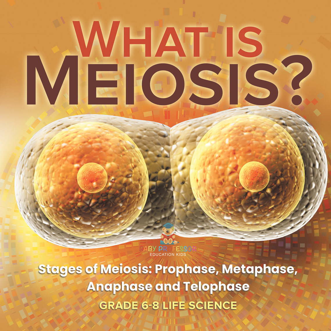 What is Meiosis? Stages of Meiosis, Prophase, Metaphase, Anaphase and ...