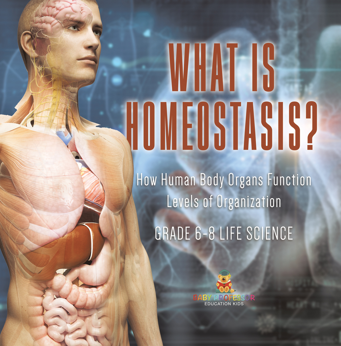What is Homeostasis? How Human Body Organs Function | Levels of ...