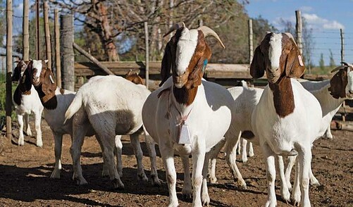 Goat Farming For Beginners - Farmer's Weekly | Everand