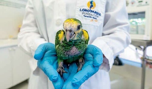Loro Parque Fundación Celebrates 30 Years Of Conservation Success ...