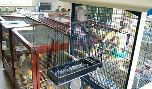 Registering Your Birds With DEFRA: What You Need To Know - Cage ...