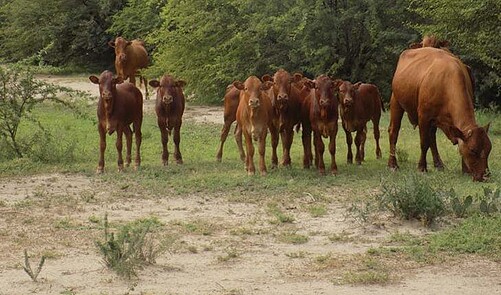 Breeding Season Management Vital For Beef Success - Farmer's Weekly ...