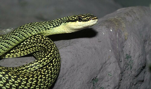 Australian Disney Star Andre Rerekura Removes Snake From Plane – And ...